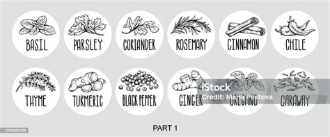 향신료 스티커의 벡터 세트 바질 파슬리 고수풀 로즈마리 계피 칠리 후추 백리향 심황 후추 생강 오레가노 커민 양귀비 아니스 마늘