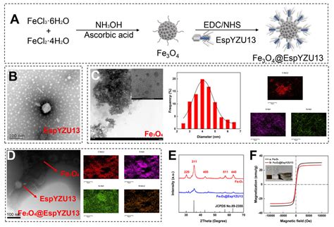 Integrating Bacteriophage Onto The Magnetic Nanozyme For Effective Enrichment And Colorimetric