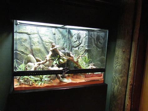 Centralian Python Exhibit Zoochat