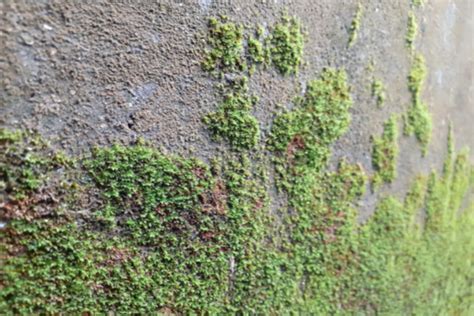 A Guide To Using Baking Soda For Removing Moss From Walls InsightWeeds