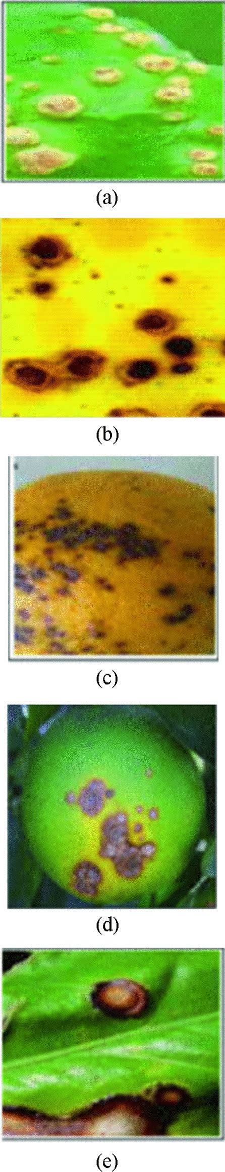 Survey On Crop Pest Detection Using Deep Learning And Machine Learning Approaches Pmc