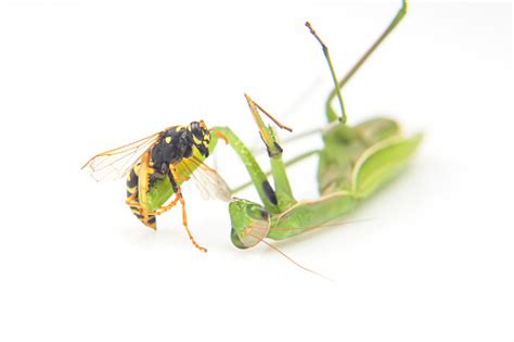 사마귀는 흰색 배경에 음식을 클로즈업하기 위해 말벌을 잡았습니다 곤충의 세계에서 사냥 곤충을 먹는 먹이 곤충에 대한 스톡 사진 및 기타 이미지 Istock