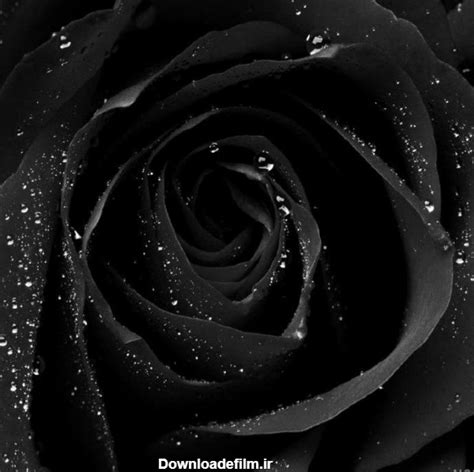 عکس گل طبیعی مشکی