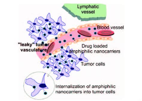Passive Accumulation Of Drug Loaded Nanoparticles In Tumor Tissues Via Download Scientific