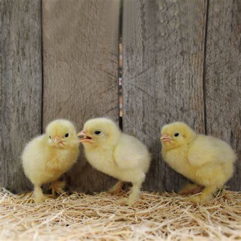 Whitetinted Egg Layers