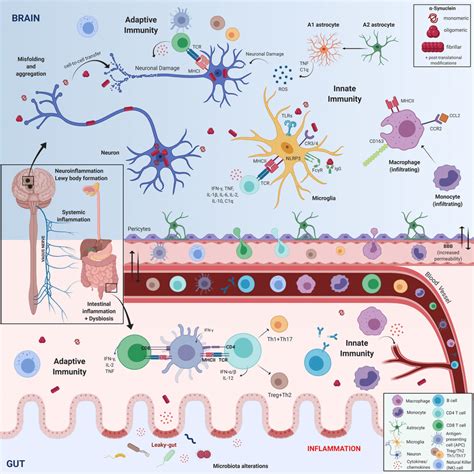 Immune Response To Alpha Synuclein Induced Neurodegeneration During Download Scientific