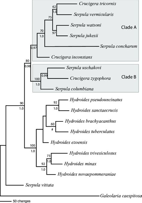 Single Most Parsimonious Tree Resulting From Maximum Parsimony Analysis