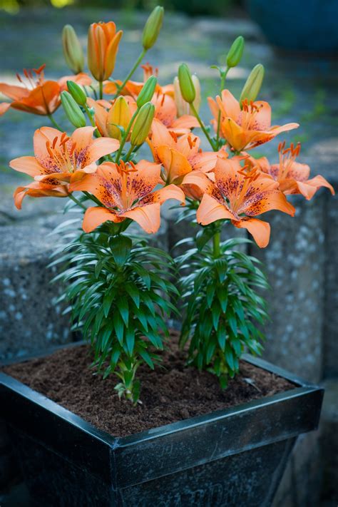 Lilium Bulbs Flower Bulbs Mr Fothergills Seeds