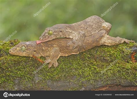 Pair Halmahera Giant Geckos Mating Endemic Reptile Halmahera Island Indonesia Stock Photo By