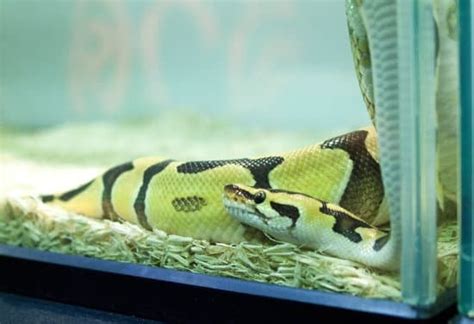 Are Ball Pythons Aggressive 04 Tips To Tame An Aggressive Ball Python