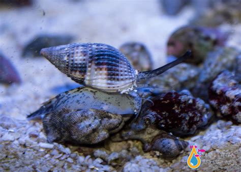Nassarius Snail Manhattan Aquariums
