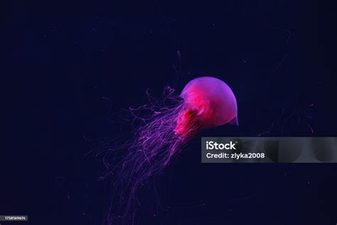 형광 사자 갈기 해파리가 붉은 네온 불빛으로 수중 수족관 수영장을 헤엄치고 있다 과학에 대한 스톡 사진 및 기타 이미지 과학