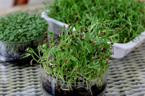 Premium Photo Green Small Plant