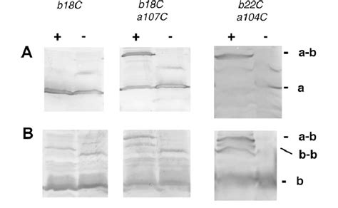 Disulfide Cross Linking Of B V18c To A T107c And B M22c To A L104c Download Scientific