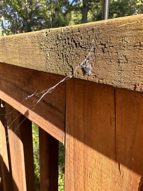Mysterious Bro With A Shell Rspiderbro