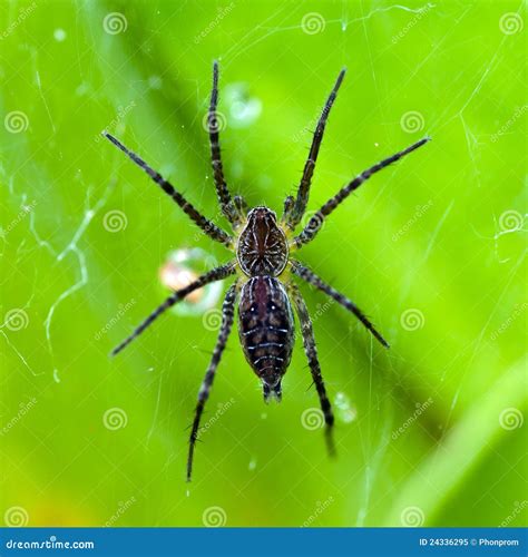 Macro Van Spin Stock Afbeelding Image Of Benen Aansluting 24336295