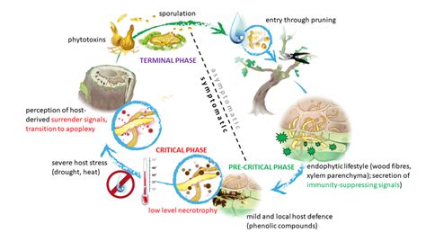 Working Model On Host Pathogen Interaction During Download