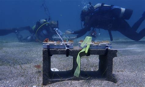 Could A Multivitamin Help Save Coral Reefs Preliminary Data Says Yes Woods Hole Oceanographic