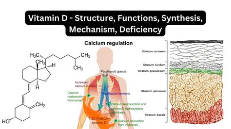 Vitamin B1 Thiamine Structure Properties Functions Deficiency Biology Notes Online