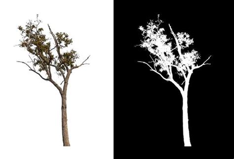 Tree Dxf Stock Photos Images And Backgrounds For Free Download