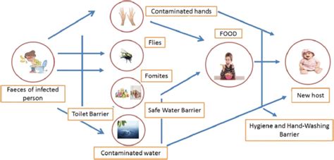 Rotavirus Classification Structure Composition And