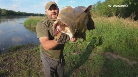 Flathead catfish: Man reels in 71-pound 'river monster' Saturday | weareiowa.com