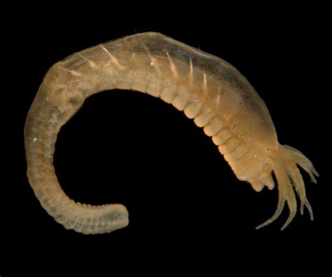 Polychaeta Characteristics Of