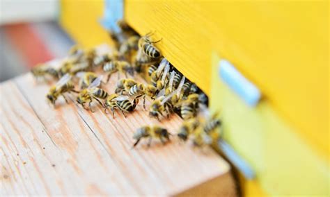 What Are The Different Kinds Of Bees In A Hive