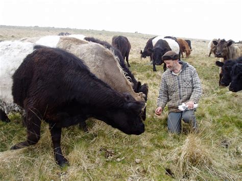 Observations In Cattle Behaviour Through The Years Belted Galloway