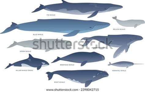 Difference Between Blue Whale Right Whale And Sperm Whale