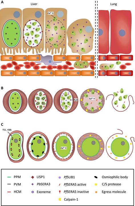 Schematic Depicting The Egress Of Intracellular Plasmodium Parasites