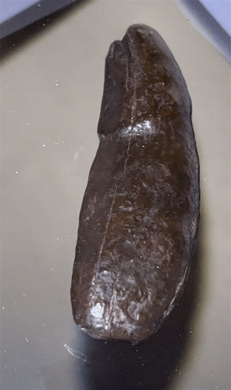 Smilodon Fatalis Tooth Fossil Id The Fossil Forum