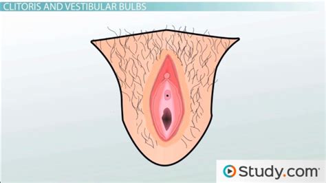 Science Sex Ed Female Reproductive System External Parts Diagram Quizlet
