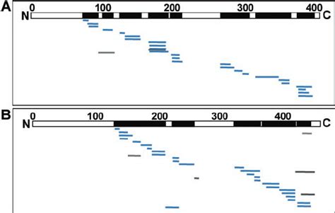 Coverage Plots Mapping Tryptic Peptides Identified By Mass Spectroscopy Download Scientific