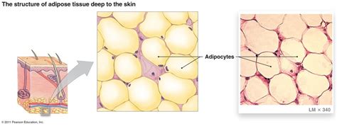 Cellular Level All About Adipocyte