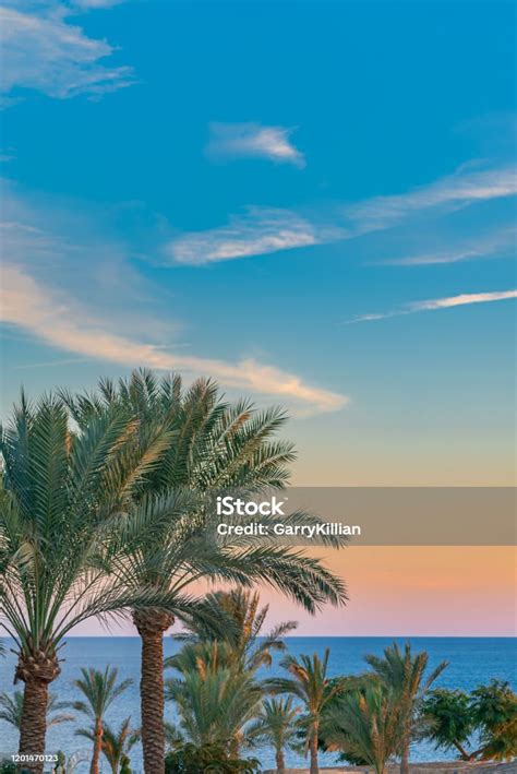 밝은 구름과 푸른 바다와 일몰 하늘에 대한 아름다운 녹색 야자수 열대 색의 저녁 장면 배경입니다 경관에 대한 스톡 사진 및 기타 이미지 Istock