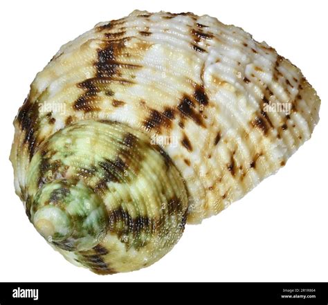 Gold Mouthed Turban Turbo Shell Turbo Argyrostomus C4cm Across