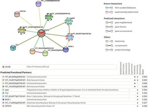 String Map Illustrating The Protein Interaction Network Of The