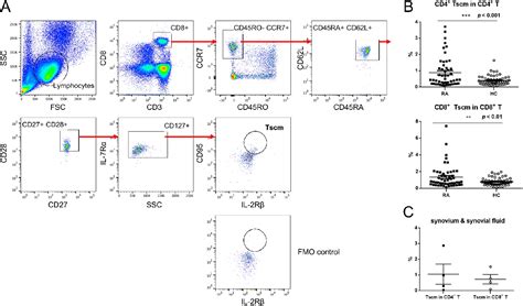 Figure 1 From The Pathogenic Role Of Stem Cell Like Memory T Cells In Rheumatoid Arthritis