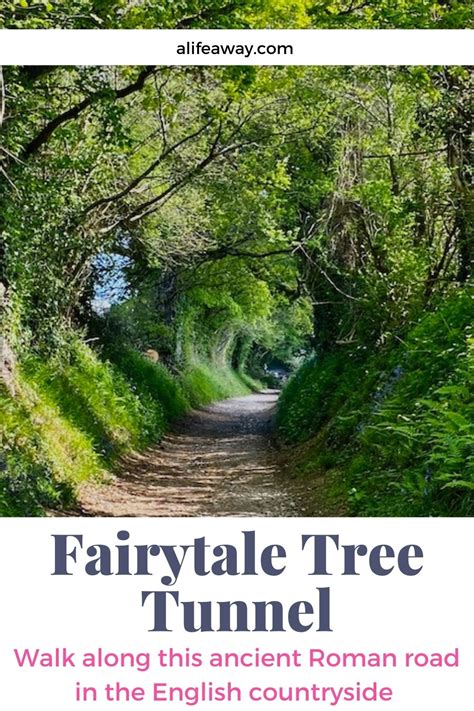 Halnaker Tree Tunnel Visit A Fairytale Tree Tunnel In England A