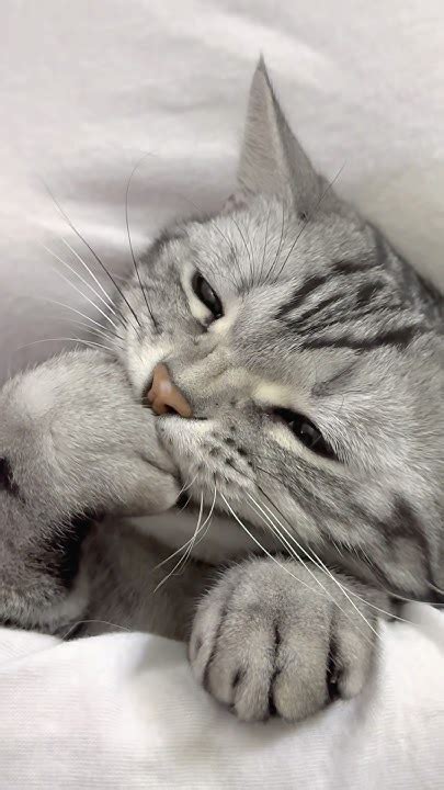 앙냥냥냥😋 고양이 고양이일상 고양이영상 귀여운고양이 귀요미 냥이 Cat Catlover Cute Cutecat Kitten 쇼츠 Shorts