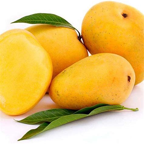 Light Yellow Organic Ratnagiri Hapoos Mango For Direct Consumption