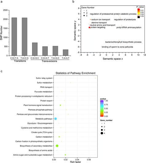 The Characteristics Of Snps And Go Terms And Kegg Pathways Enriched In