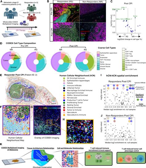 T Cell Mediated Curation And Restructuring Of Tumor Tissue Coordinates An Effective Immune