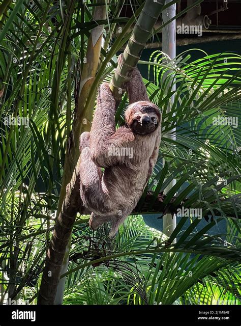 Three Toed Sloth Climbing A Tree In Rainforest Of Costa Rica Stock