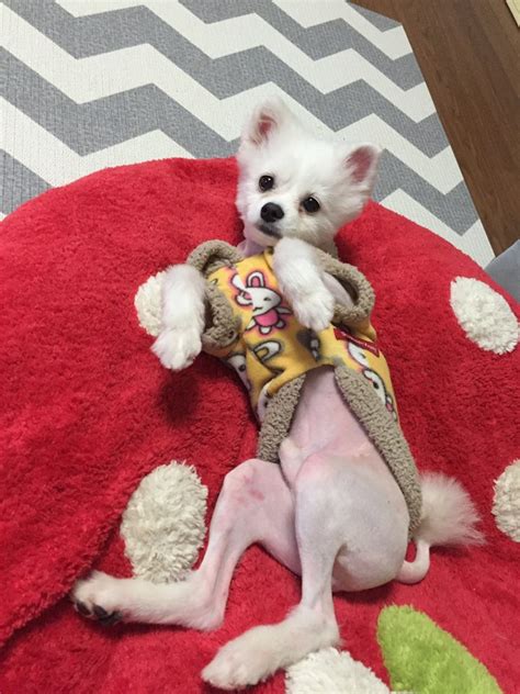 우여곡절 끝에 미용ㅠ 유기견 화이트포메라니안 초원 유기견입양유기견분양유기견포메라니안 네이버 블로그