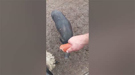 мясные овцы едят мясо Youtube