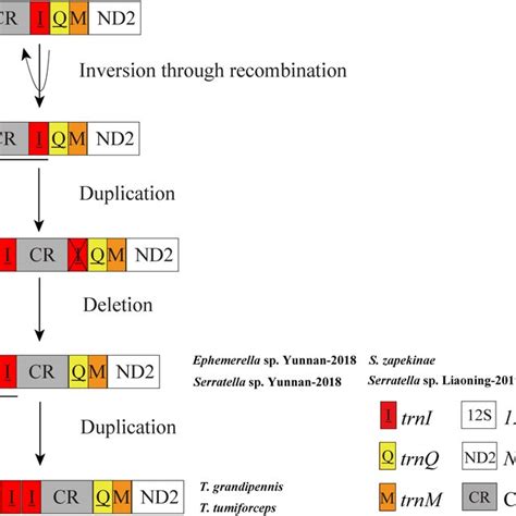 Jia Yong Zhang Professor Full Phd Zhejiang Normal University Jinhua Institute Of