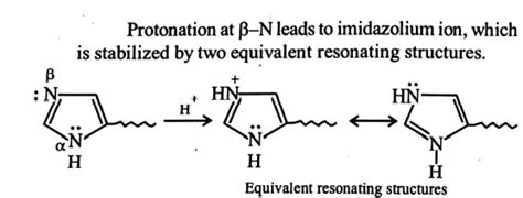 Which Of The Nitrogen Of Histidine Is First Protonated