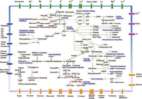 an integrated view of the metabolic pathway comparison between l